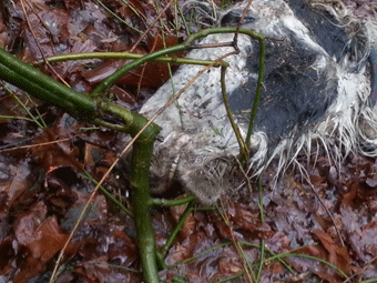 Tragic foal play as pony's body is left by Chobham roadside for three ...
