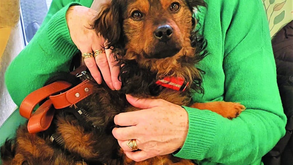 Thomas the wonder dog unlocks hidden memories | wokingnewsandmail.co.uk