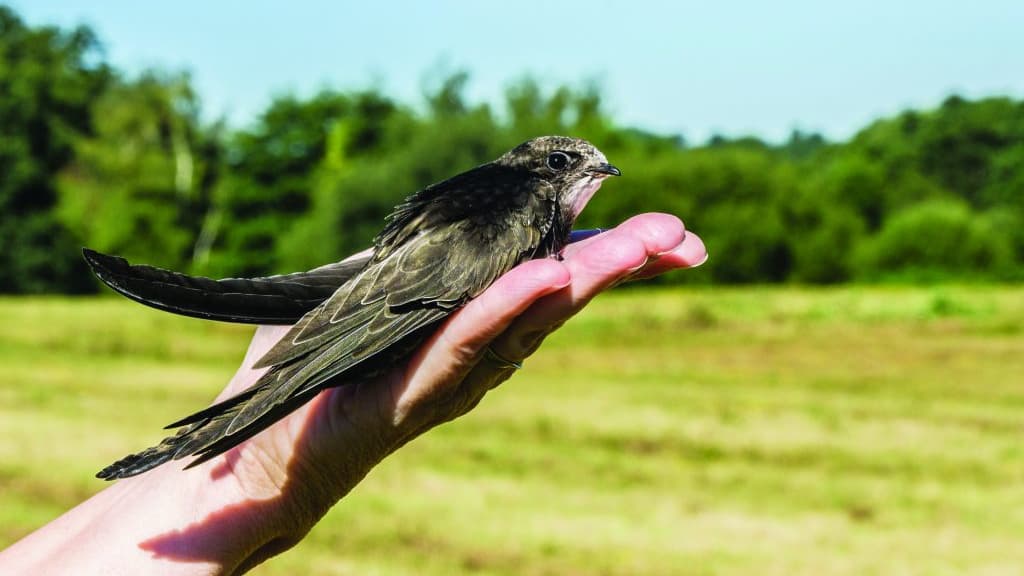 Helena’s haven for baby swifts in distress | wokingnewsandmail.co.uk