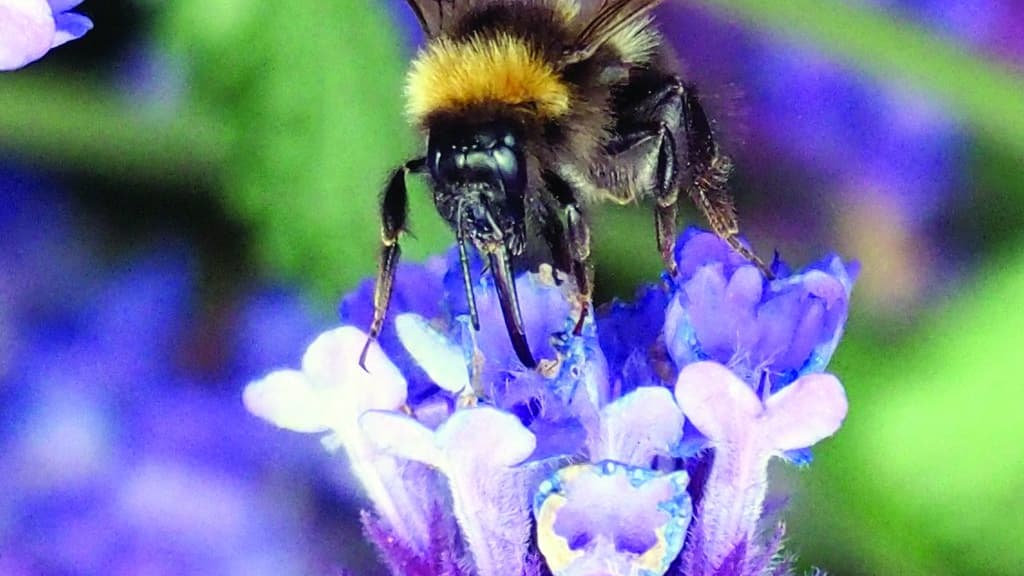 Are you a bee buddy | wokingnewsandmail.co.uk