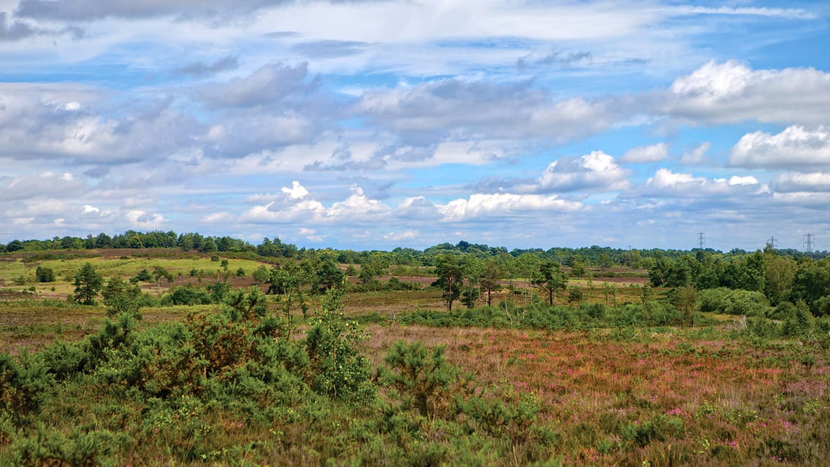 Space satellites and AI software to improve local wildlife habitats ...