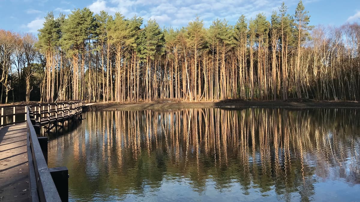 Opinion: Has tree felling and bridge building improved Horsell Common ...