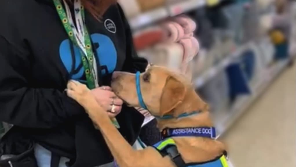 Let's do life: how assistance dog Noodle transformed Kiera's struggle ...