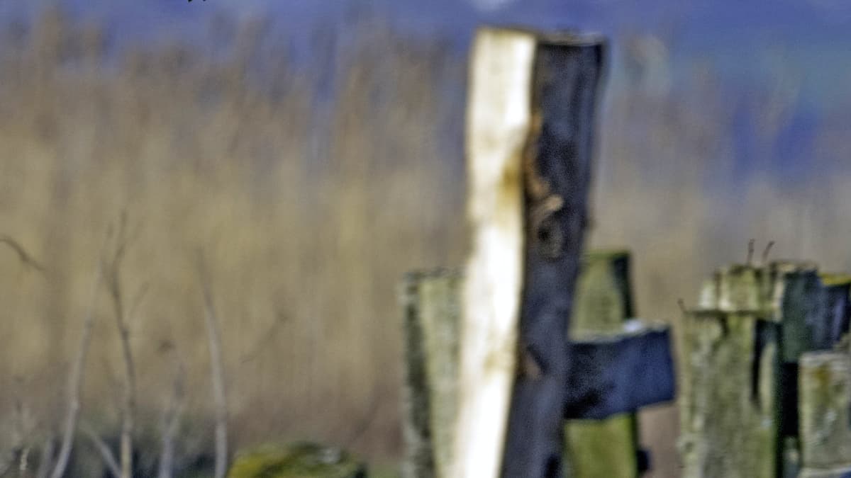 Local wildlife expert David Foker's close encounter with a striking ...