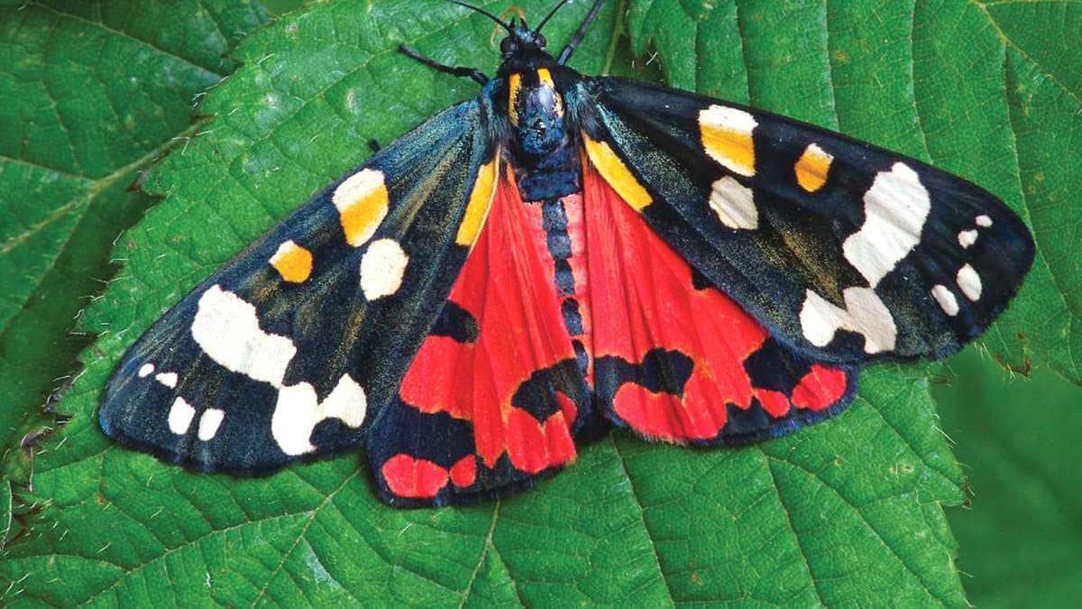 Nightworker moths play essential role in pollination process ...