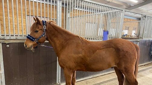 Pets' Corner: Handsome New Forest pony Jasper at RSPCA Millbrook in ...