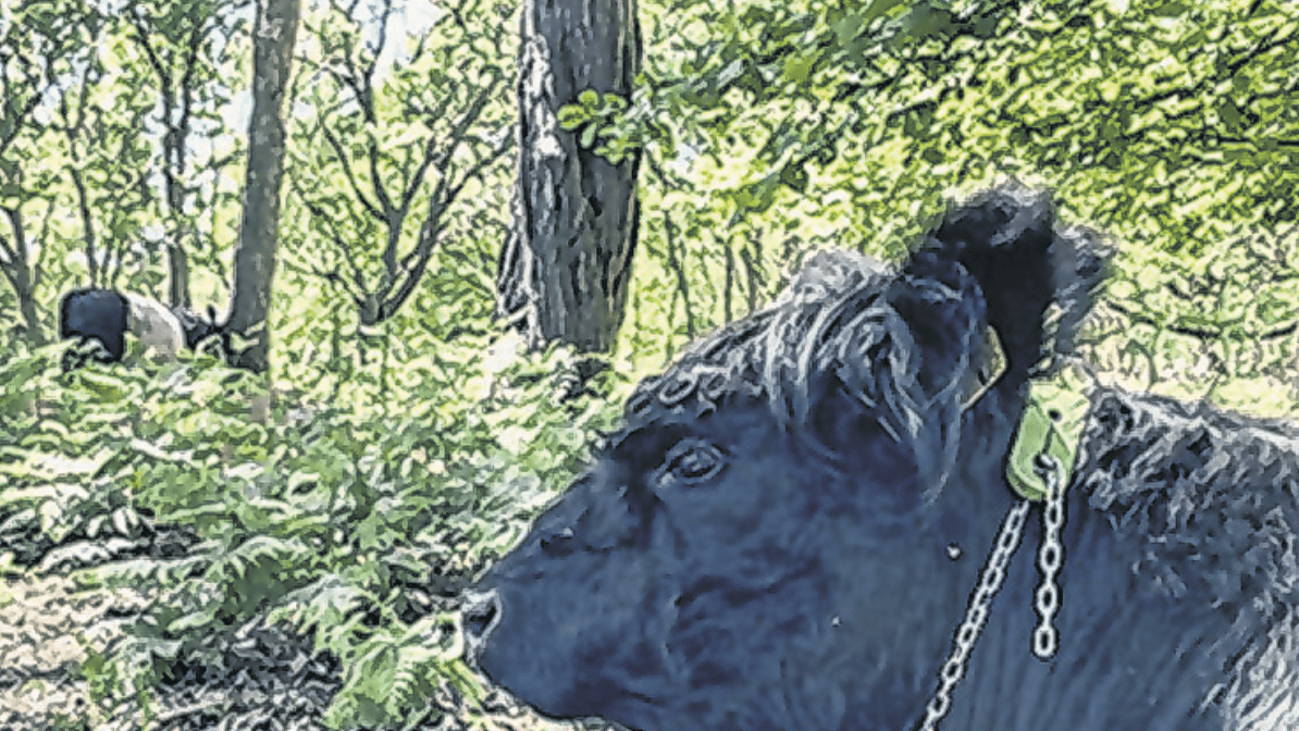 Ground-breaking technology produces virtual fences for cattle grazing ...