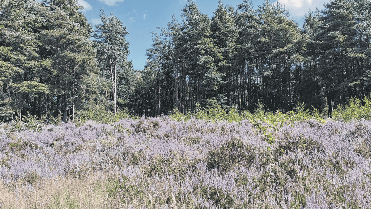 A closer look at endangered heather on Surrey's heathlands ...