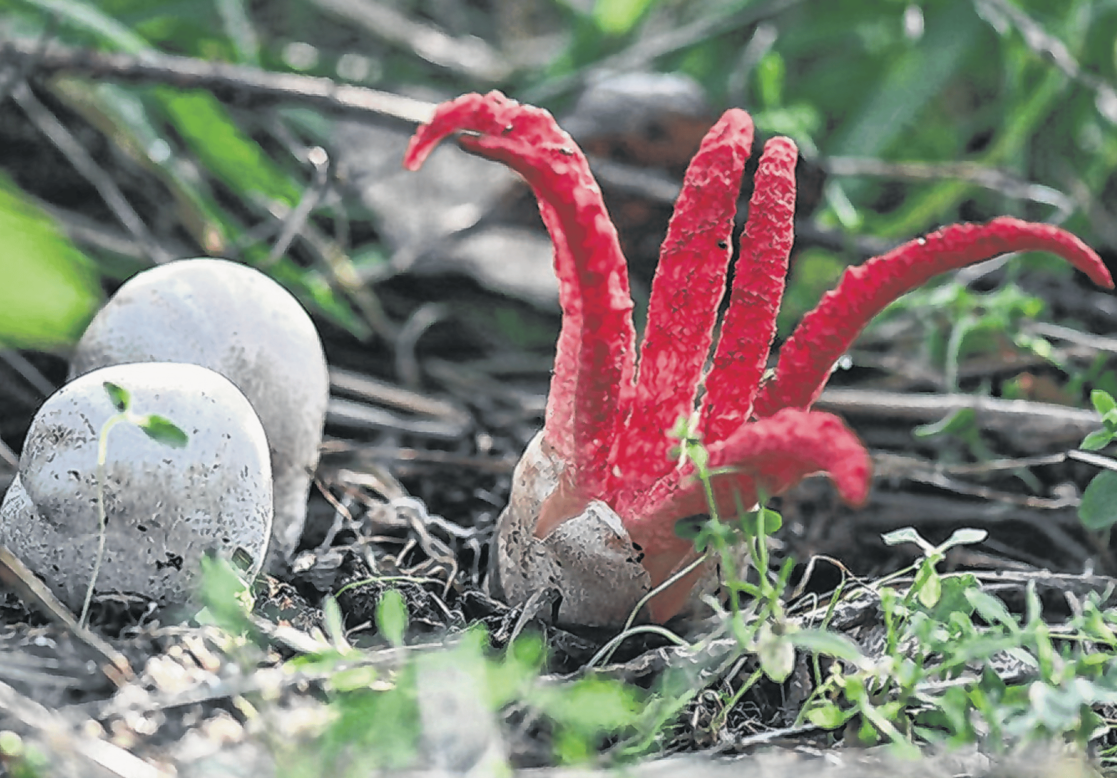 It's Halloween, so spot the spooky, haunting fungi living in Surrey ...
