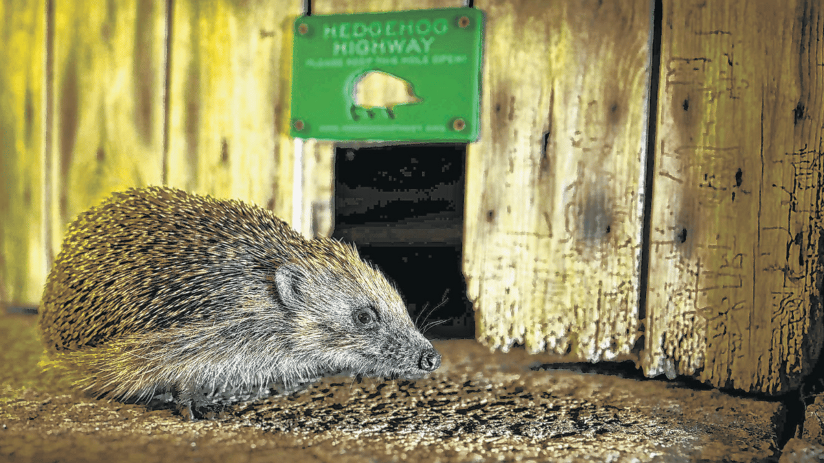 Royer Slater on moves to tackle the UK’s hedgehog decline ...