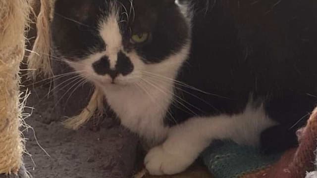 Black and white cat called Neil, who is living at RSPCA Millbrook in ...