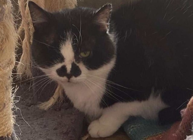 Black and white cat called Neil, who is living at RSPCA Millbrook in ...