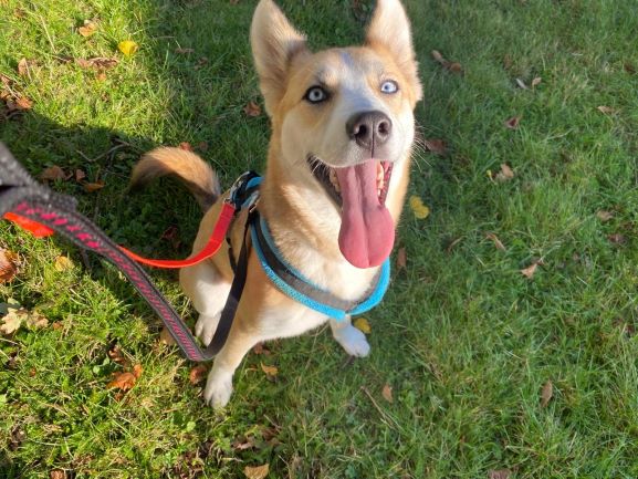 Cross-bred puppy Brandy, who is being cared for at RSPCA Millbrook in ...