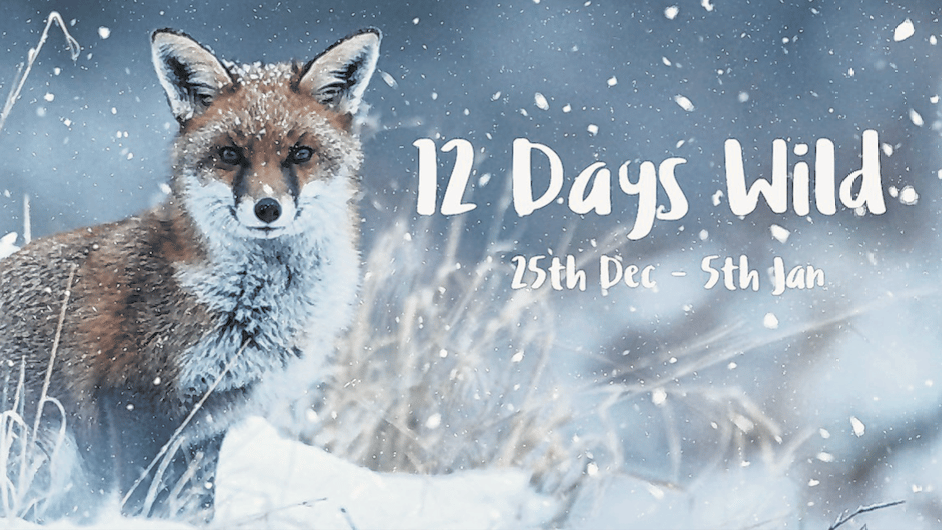 Royer Slater: Next week will be an ideal time to go wild... by taking ...