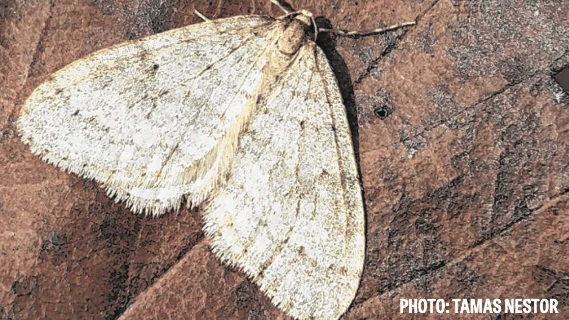 Royer Slater on the three species of moths that are active at this time ...