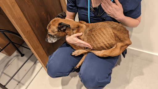 Barely alive dog still wagged her tail at rescuers after being almost ...
