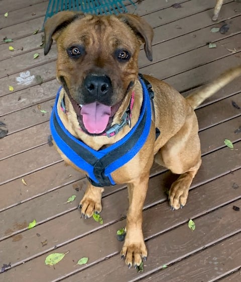 Mastiff cross Diva – who is being cared for at RSPCA Millbrook in ...