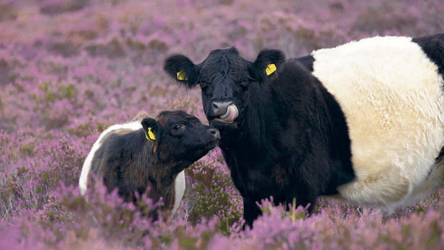 Royer Slater: Surrey's cows may hold the key to greater diversity ...