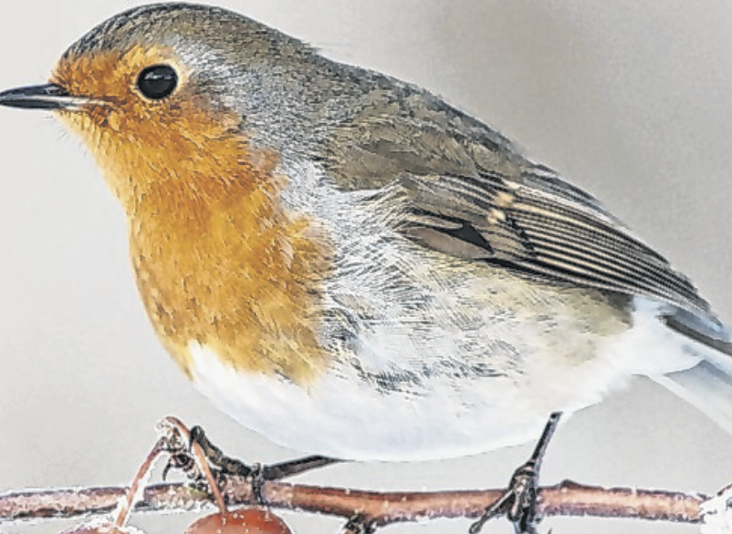 Royer Slater: Lovable robin on top of the tree when it comes to our ...