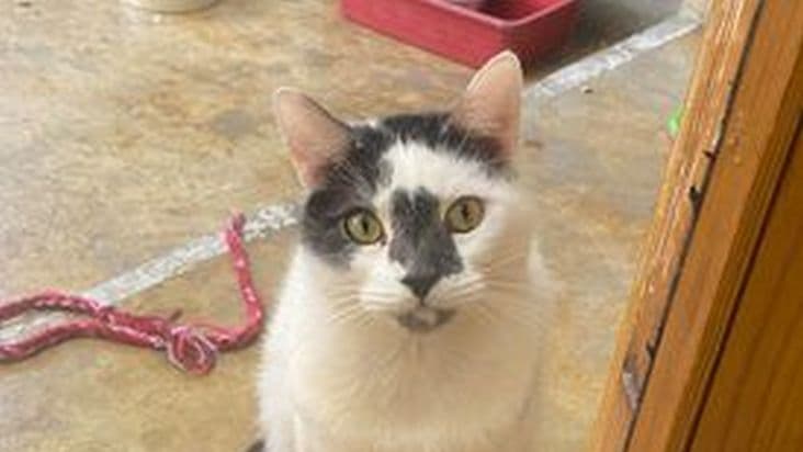 Lovable cat Colin, who is being cared for at RSPCA Millbrook in Chobham ...