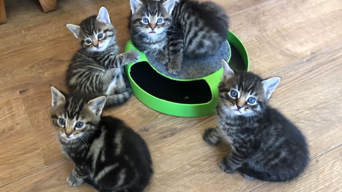 More than 14,000 animals rehomed by the RSPCA in Surrey over past ...