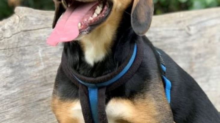 Lovely dog Lola, who is being cared for at RSPCA Millbrook in Chobham ...