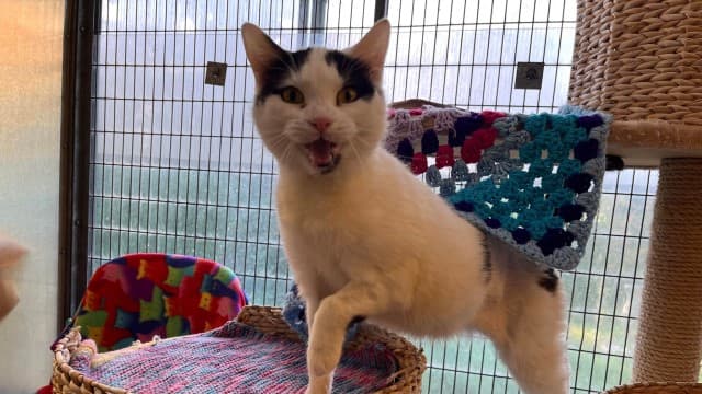 RSPCA Millbrook in Chobham makes urgent appeal to find new home for ...