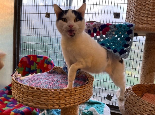 RSPCA Millbrook in Chobham makes urgent appeal to find new home for ...