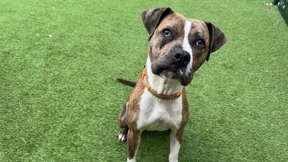 Boxer cross called Nova, who is being cared for at RSPCA Millbrook in ...