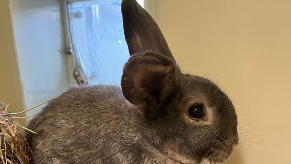 RSPCA Millbrook: Blossoming bunny, Barnaby, looking for a new hutch ...