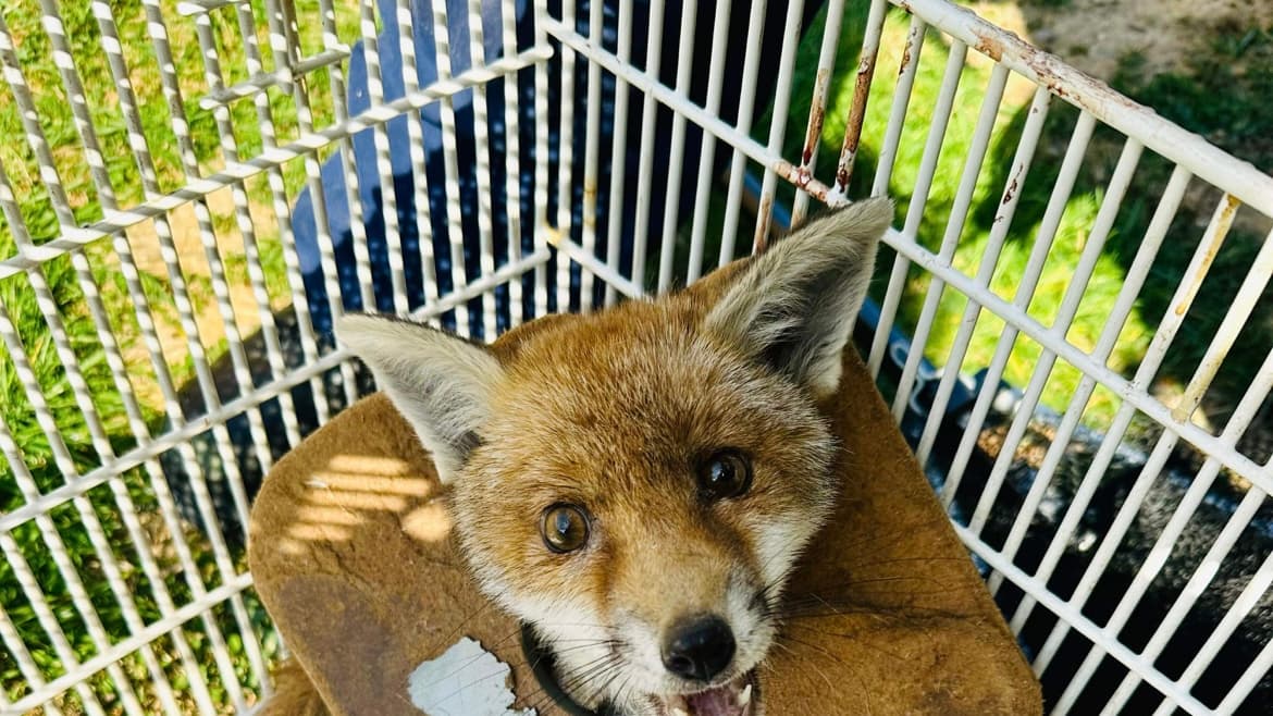 Over 200 reports of animals trapped in litter in Surrey since 2020 ...