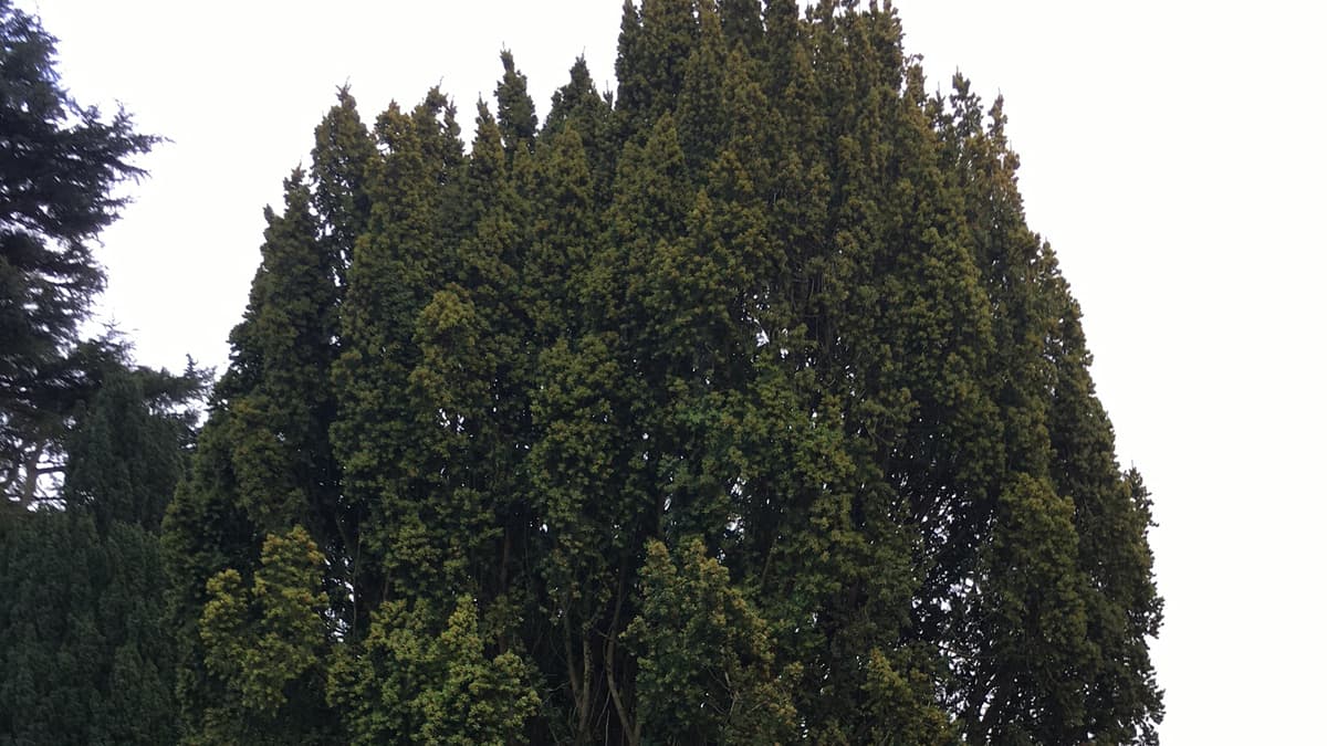 Church plan to cut down yew tree branded 'disgraceful ...