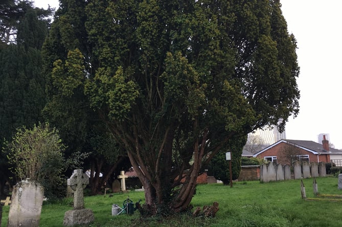 Church plan to cut down yew tree branded 'disgraceful ...