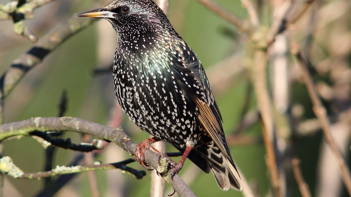 National survey reveals bird most spotted in UK's gardens ...