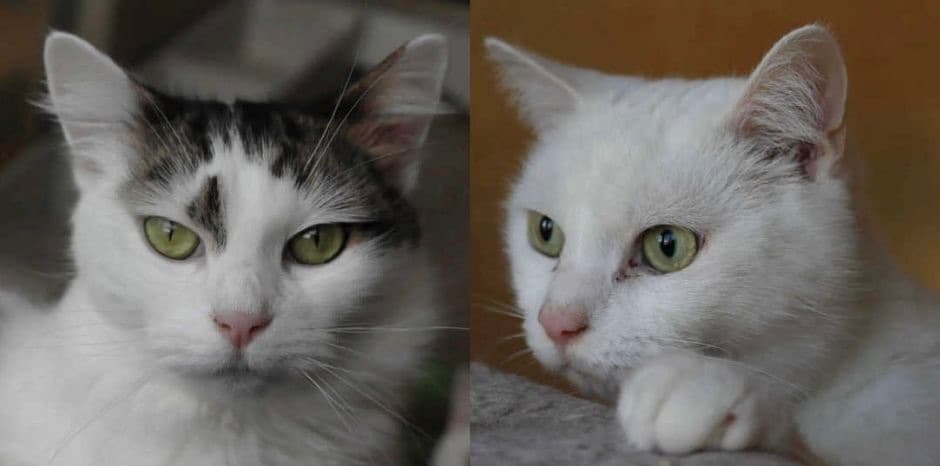 Partially sighted cat and his friend looking for furever home ...