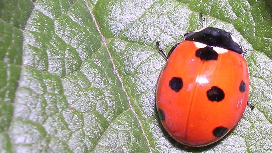 On the spot: how to identify ladybirds | wokingnewsandmail.co.uk