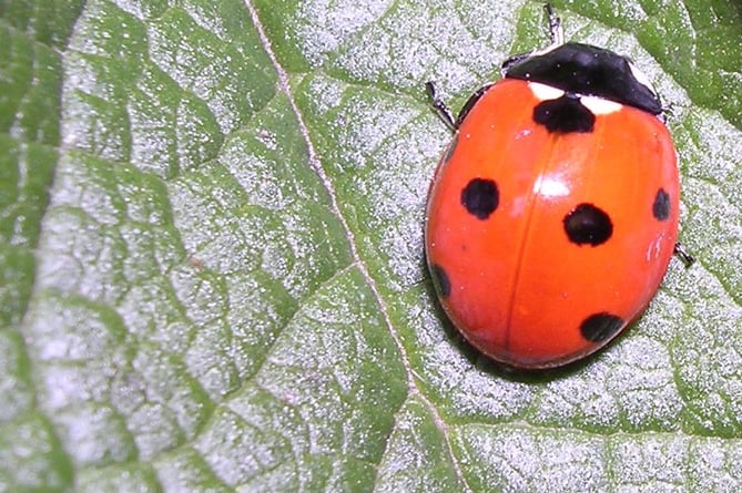 On the spot: how to identify ladybirds | wokingnewsandmail.co.uk