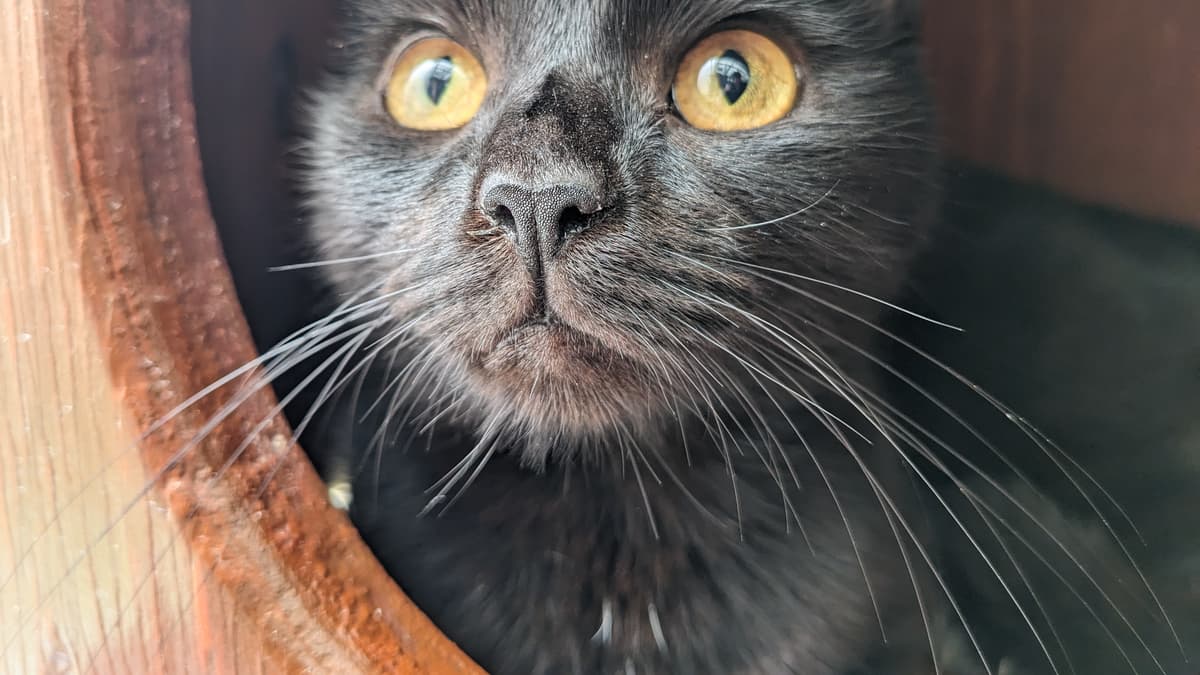 Partially sighted black cat needs furrever home | wokingnewsandmail.co.uk