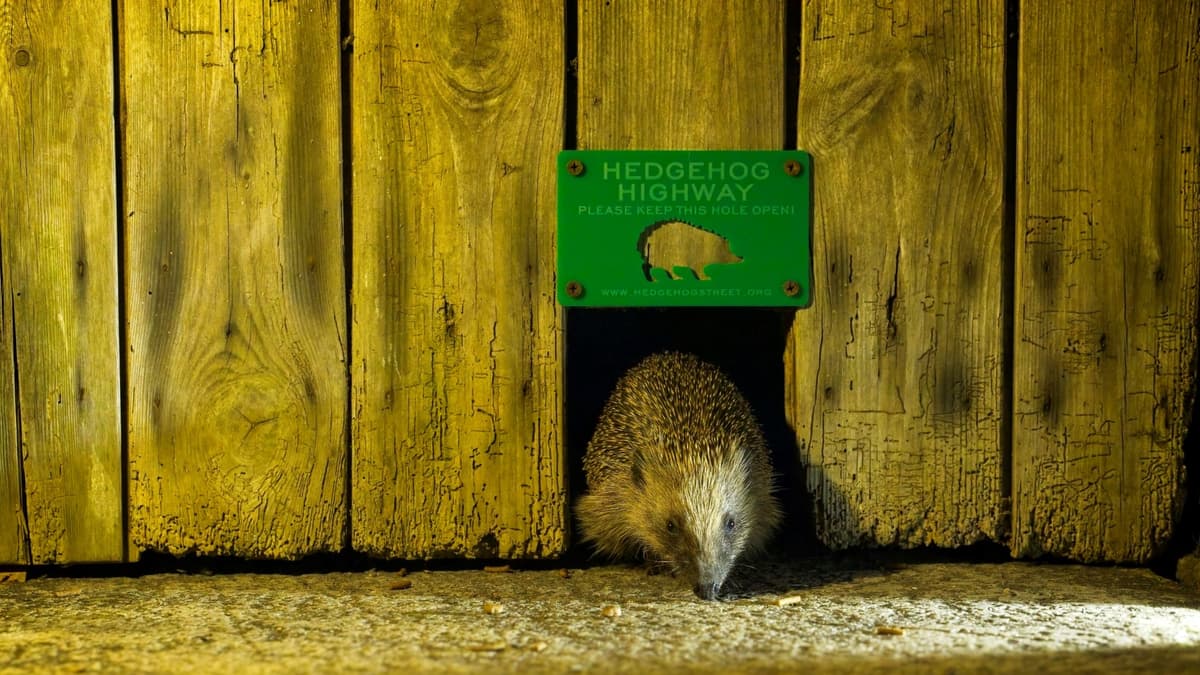 A prickly problem: hedgehogs need our help | wokingnewsandmail.co.uk