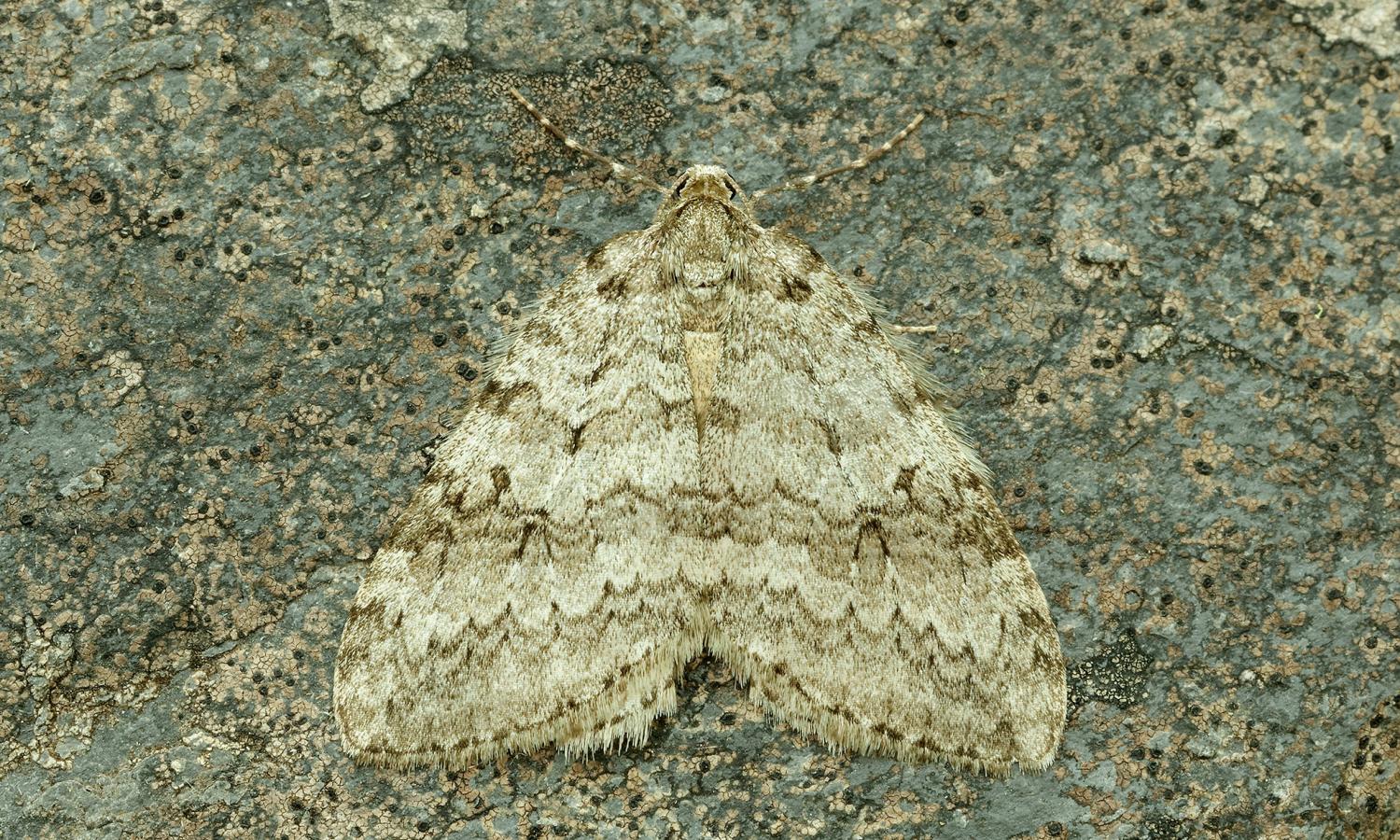 November moths and how the Peppered moth became famous ...