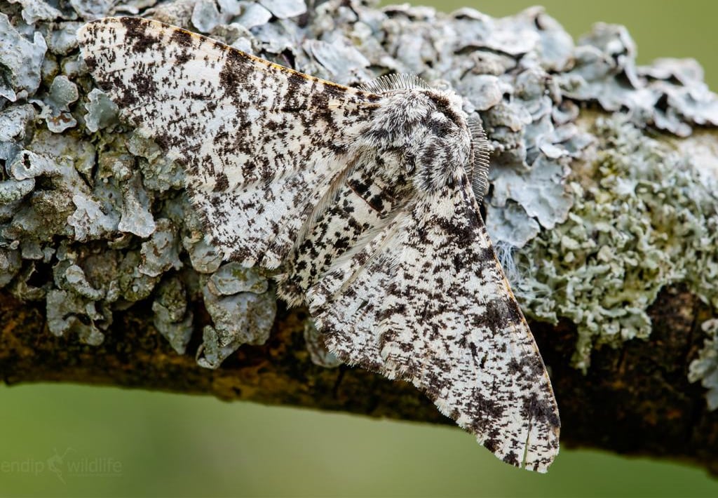 November moths and how the Peppered moth became famous ...