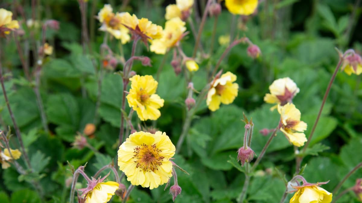 How plants show their true colours | wokingnewsandmail.co.uk
