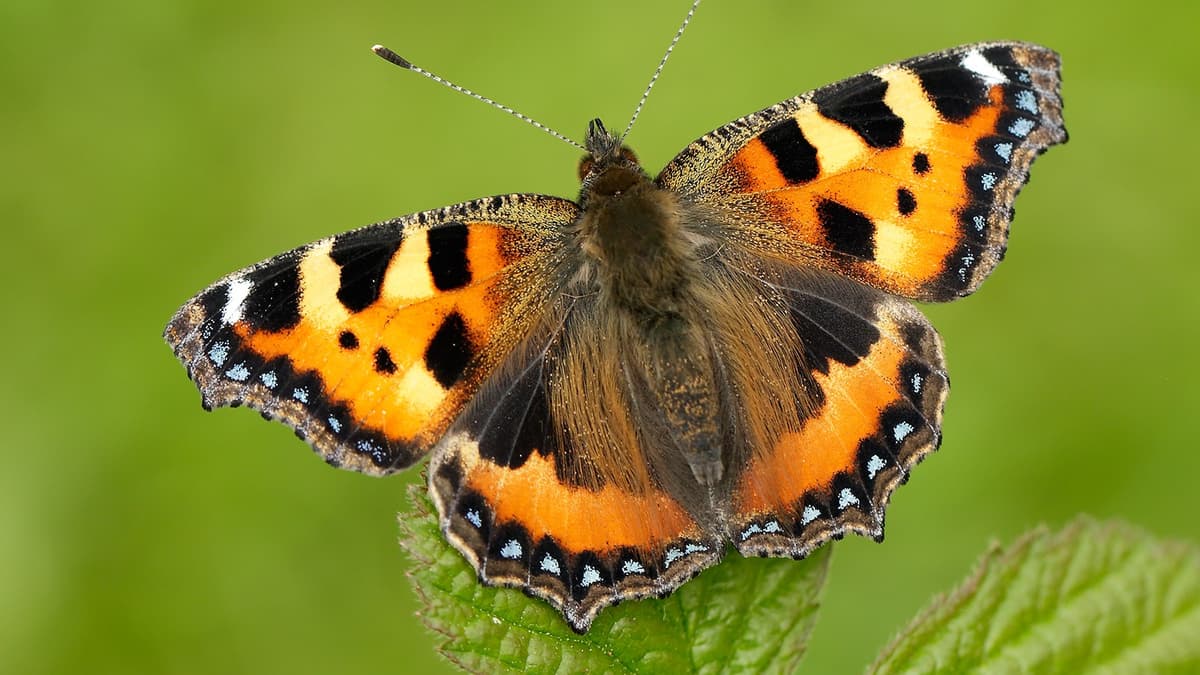 How you can help hibernating butterflies | wokingnewsandmail.co.uk