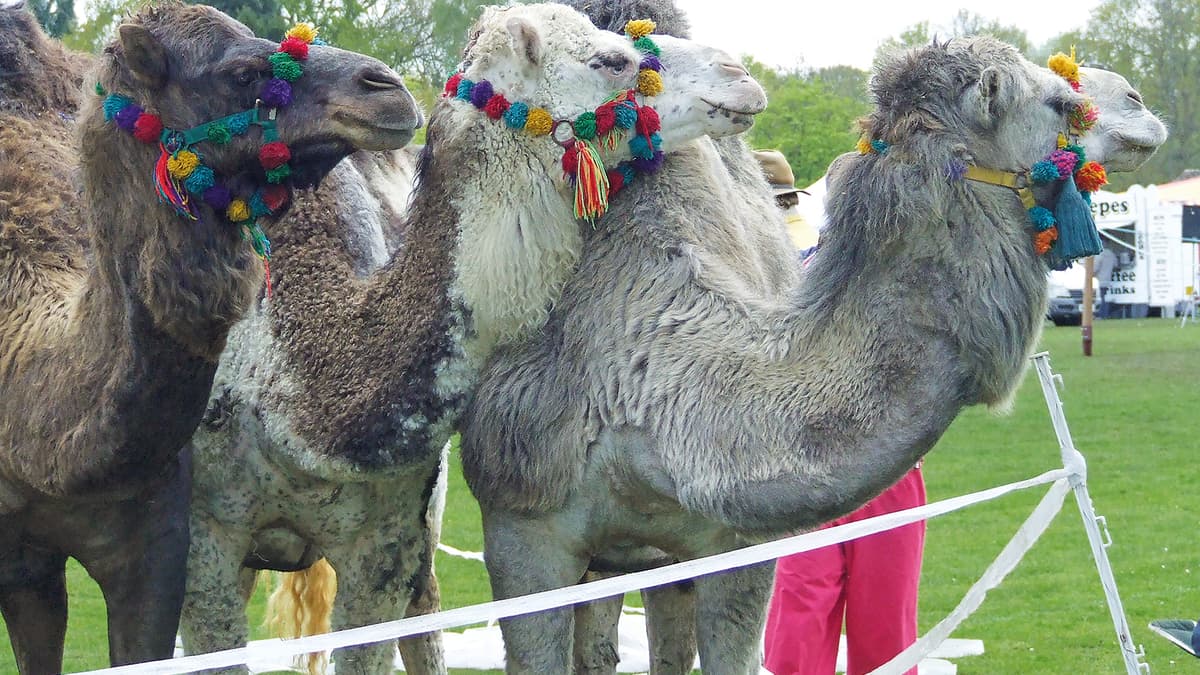 Chobham Carnival 2025 aims to be the biggest community event of the ...