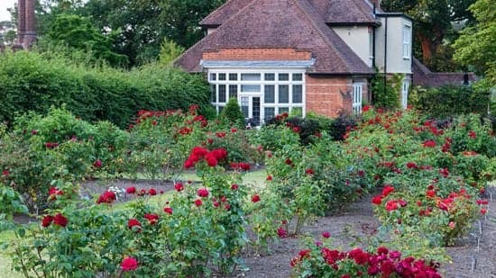 RHS unveils the perfect long-lasting red roses for Valentine’s Day ...