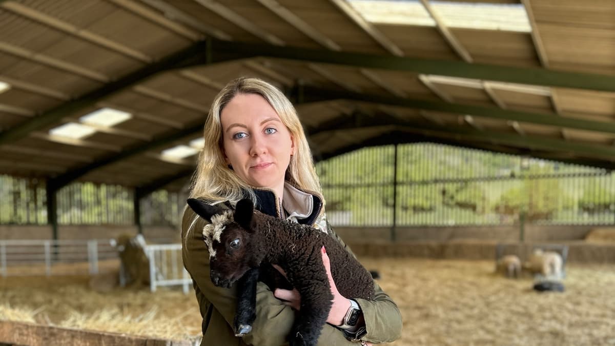 Dog attack leaves lambs seriously injured as police urge owners to keep ...
