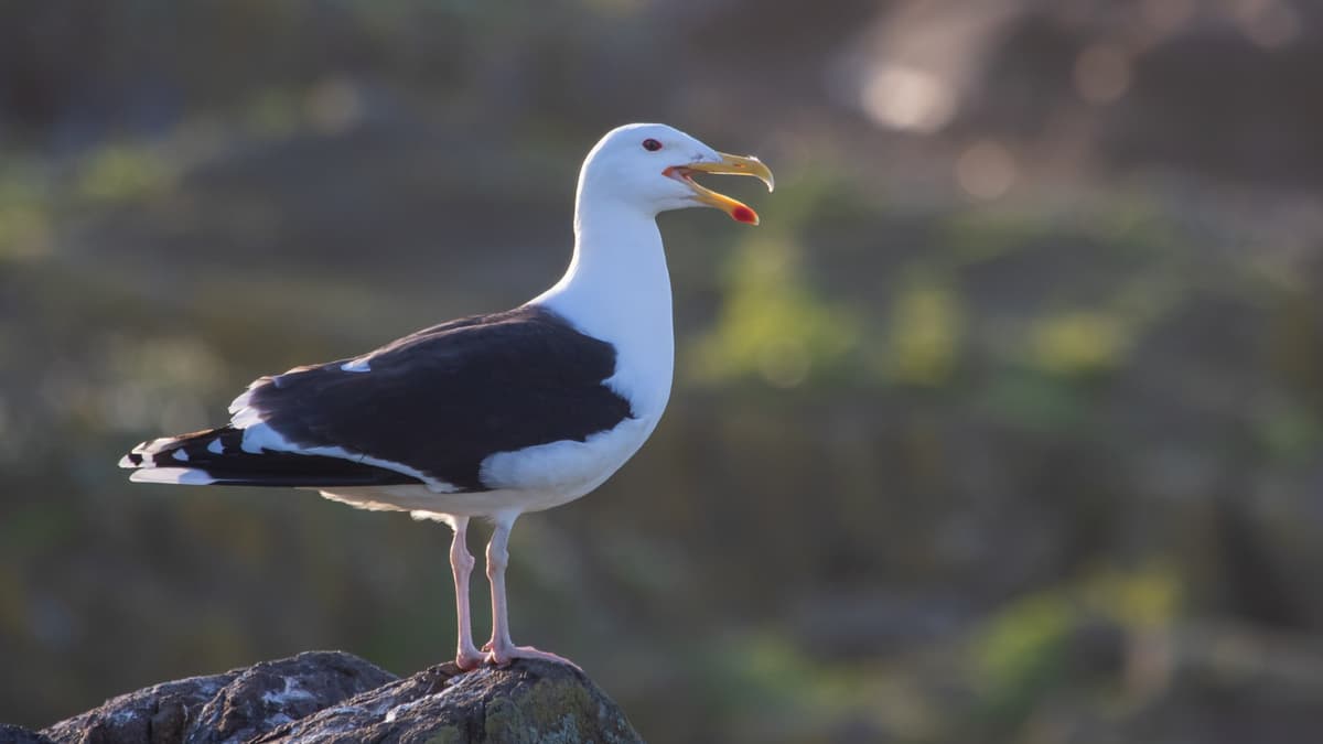 How human activities are altering gull diets: New findings ...