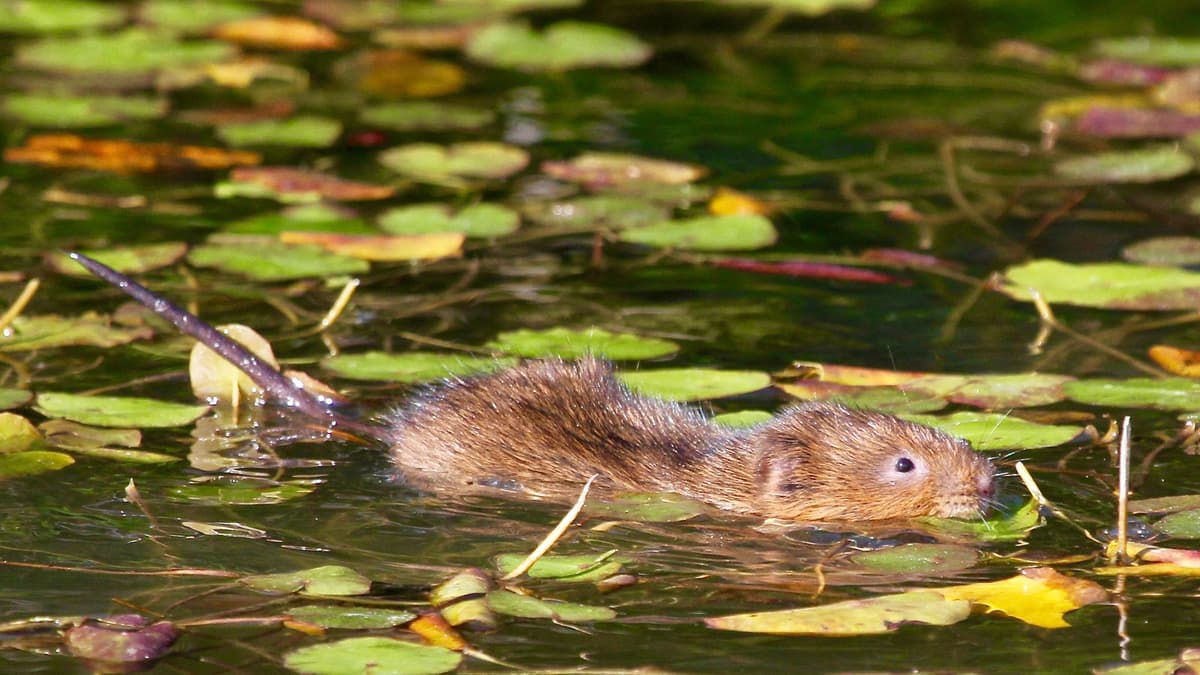 Water voles reintroduced to River Wey after 20 years ...