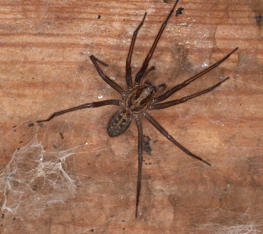 Don't panic, spider 'invasion' won't hurt you | wokingnewsandmail.co.uk