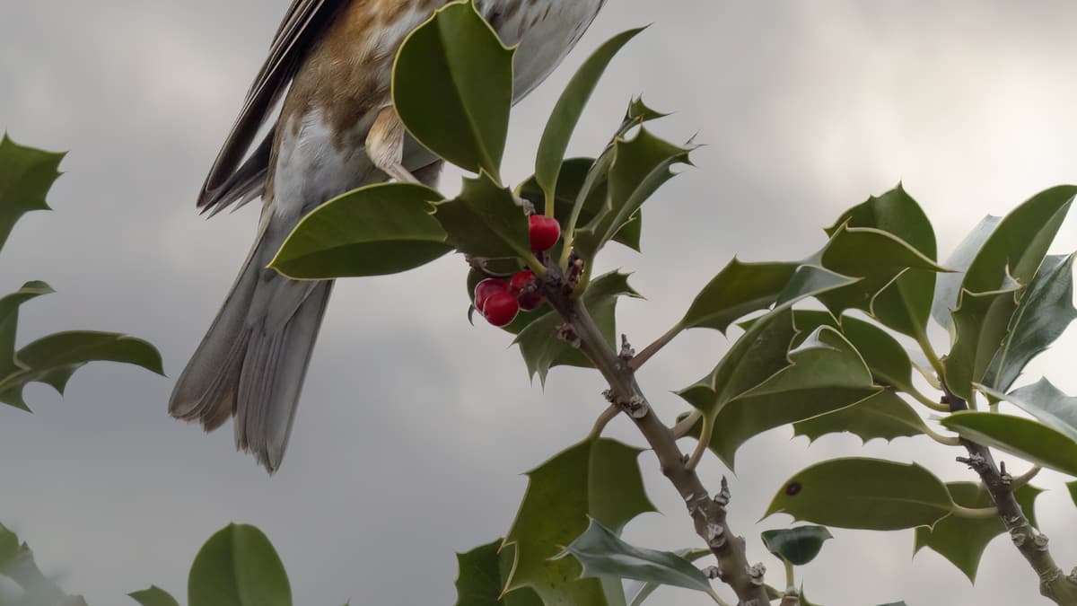 Keep your eyes peeled for Surrey wildlife | wokingnewsandmail.co.uk